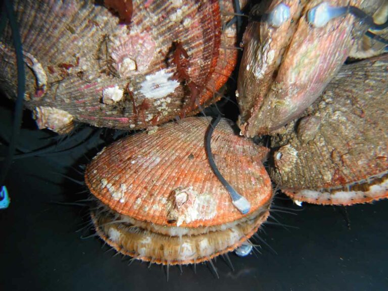 molluSCAN-eye®, huîtres connectées pour surveiller la qualité de l’eau