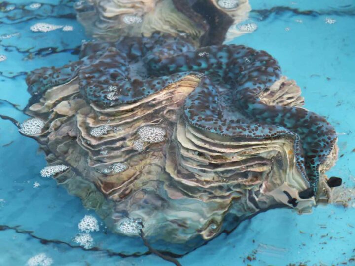 molluSCAN-eye®, huîtres connectées pour surveiller la qualité de l’eau