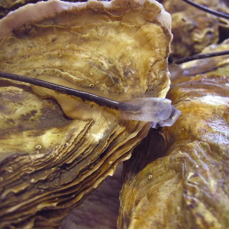 molluSCAN-eye® Real-Time Water Quality Biomonitoring