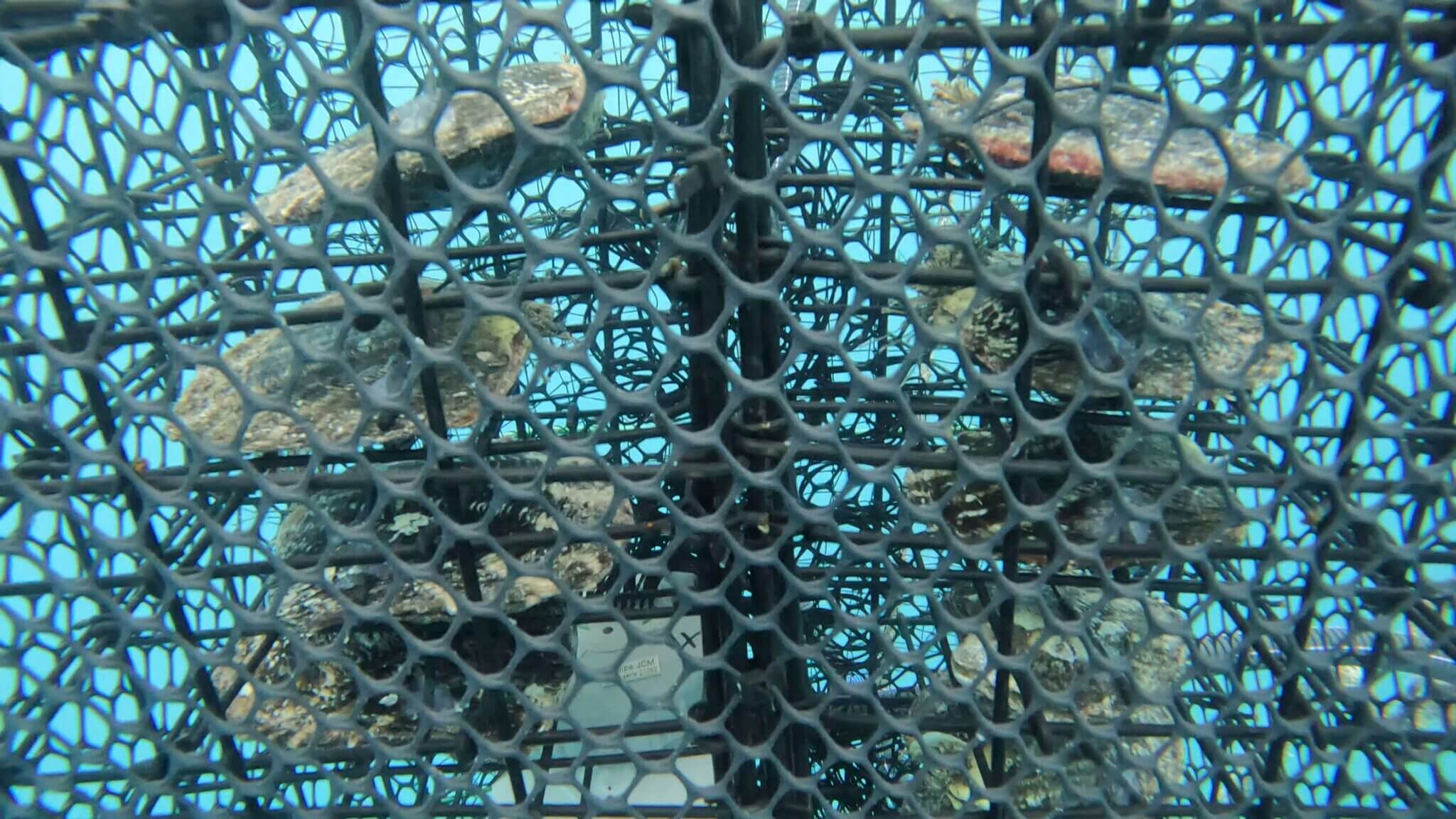 Polynesie Française - molluSCAN-eye®